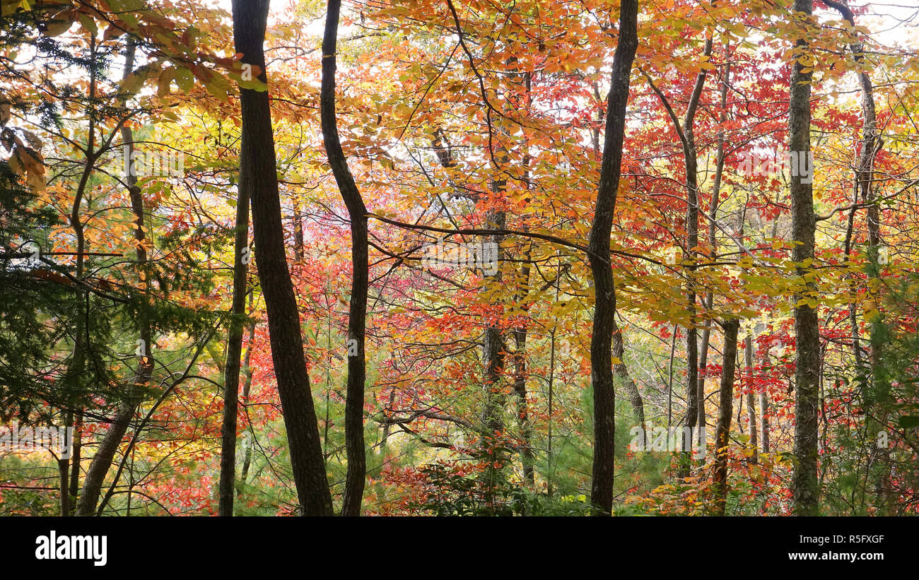 A colorful view of fall foliage in the Appalachian Mountains of North ...