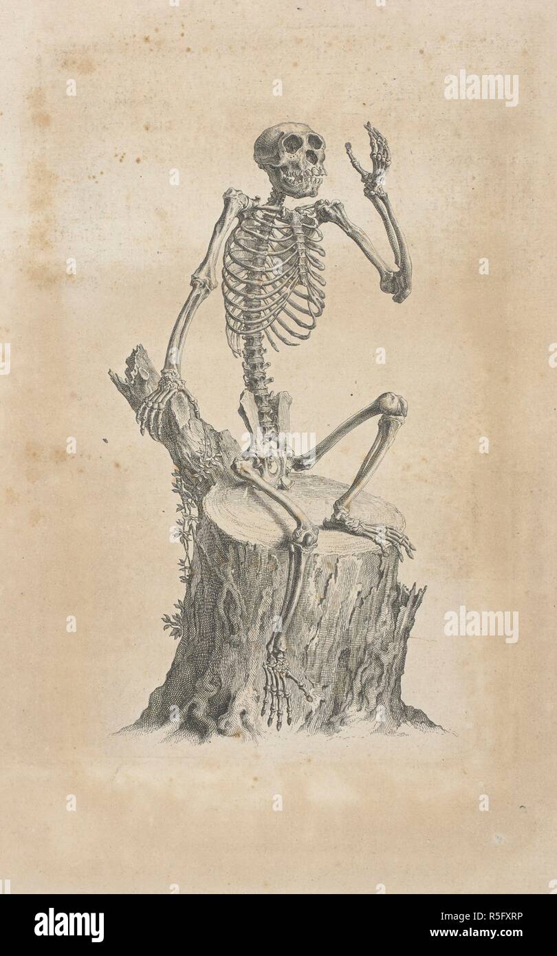 Skeleton of a monkey. Osteographia, or the Anatomy of the bones. London ...