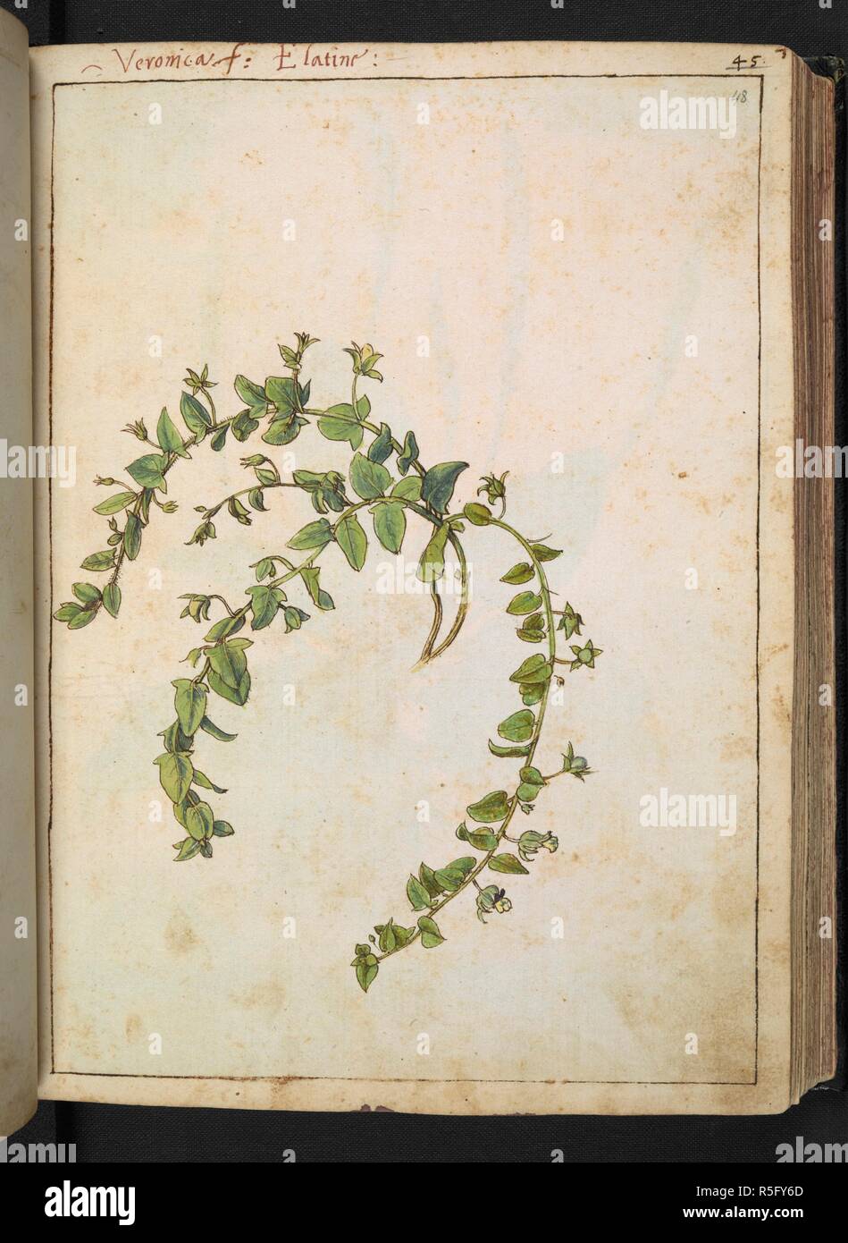 Planta de veronica hi-res stock photography and images - Alamy