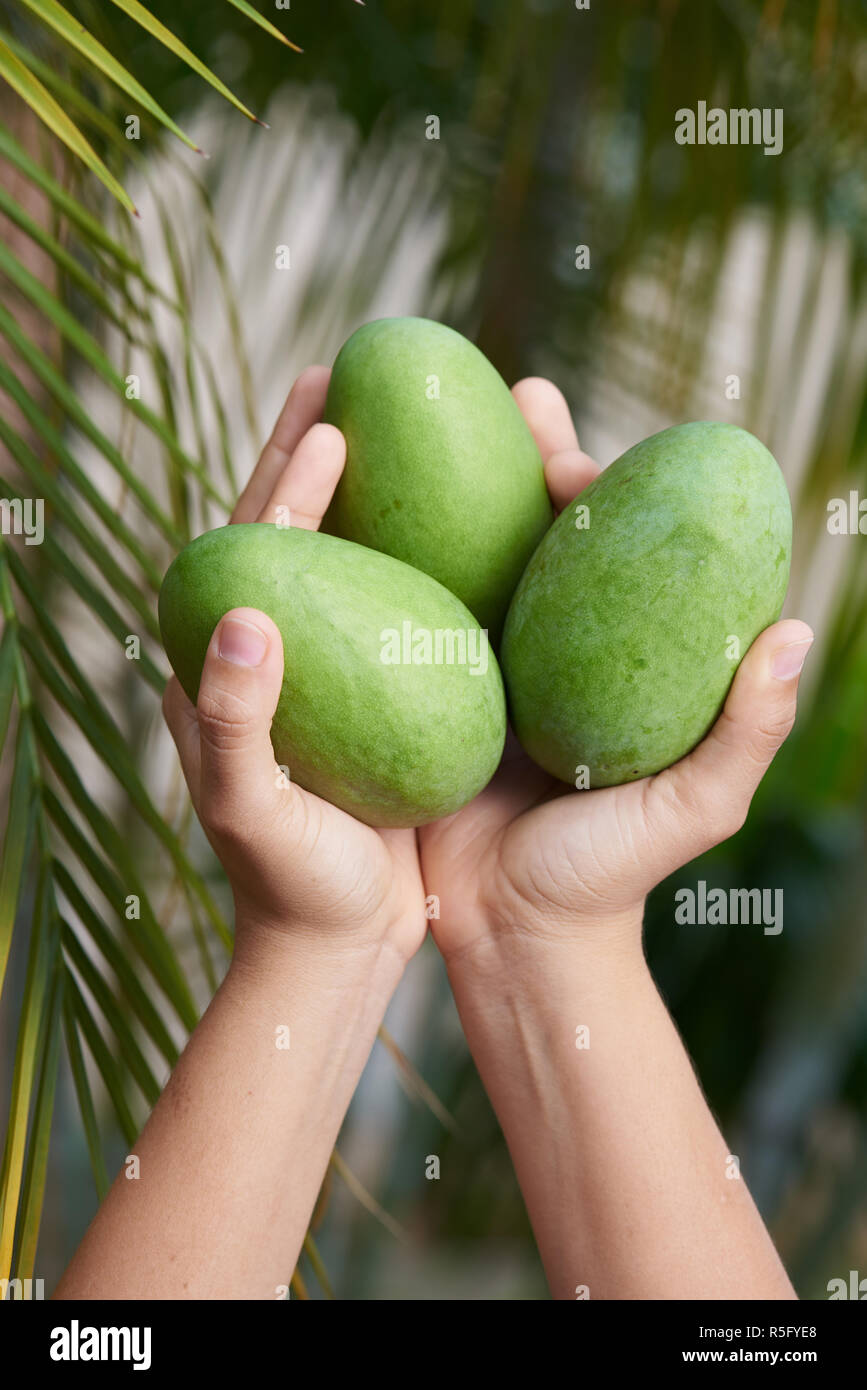 Hand holding mango hi-res stock photography and images - Alamy