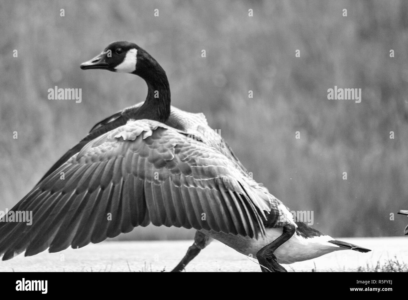 Goose in mouth Black and White Stock Photos & Images - Alamy