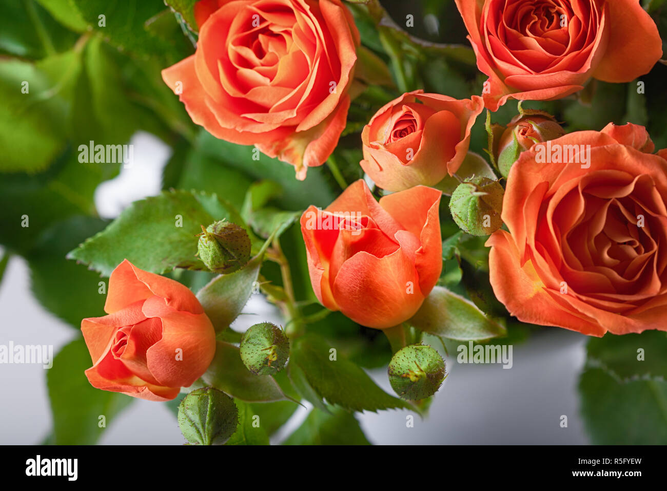 Blowing roses hi-res stock photography and images - Alamy