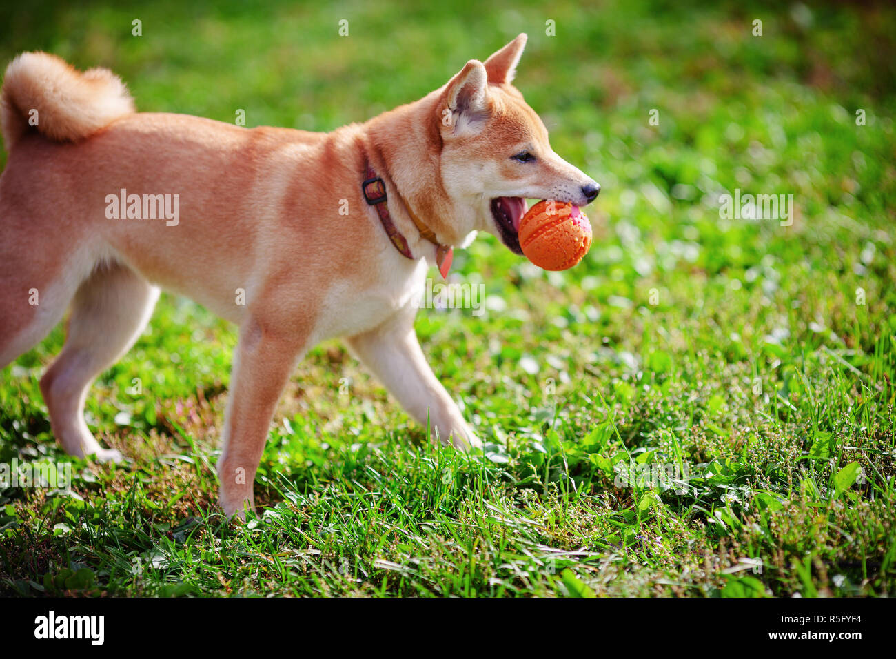 Shiba inu cut hi-res stock photography and images - Alamy