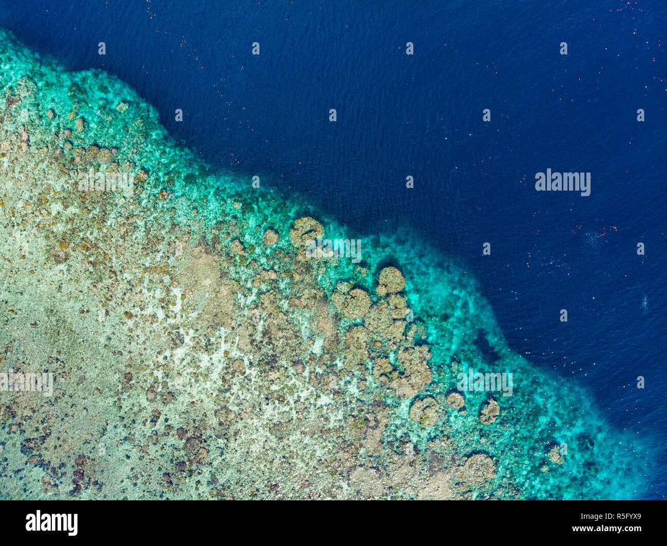 Aerial top down view coral reef tropical caribbean sea, turquoise blue ...