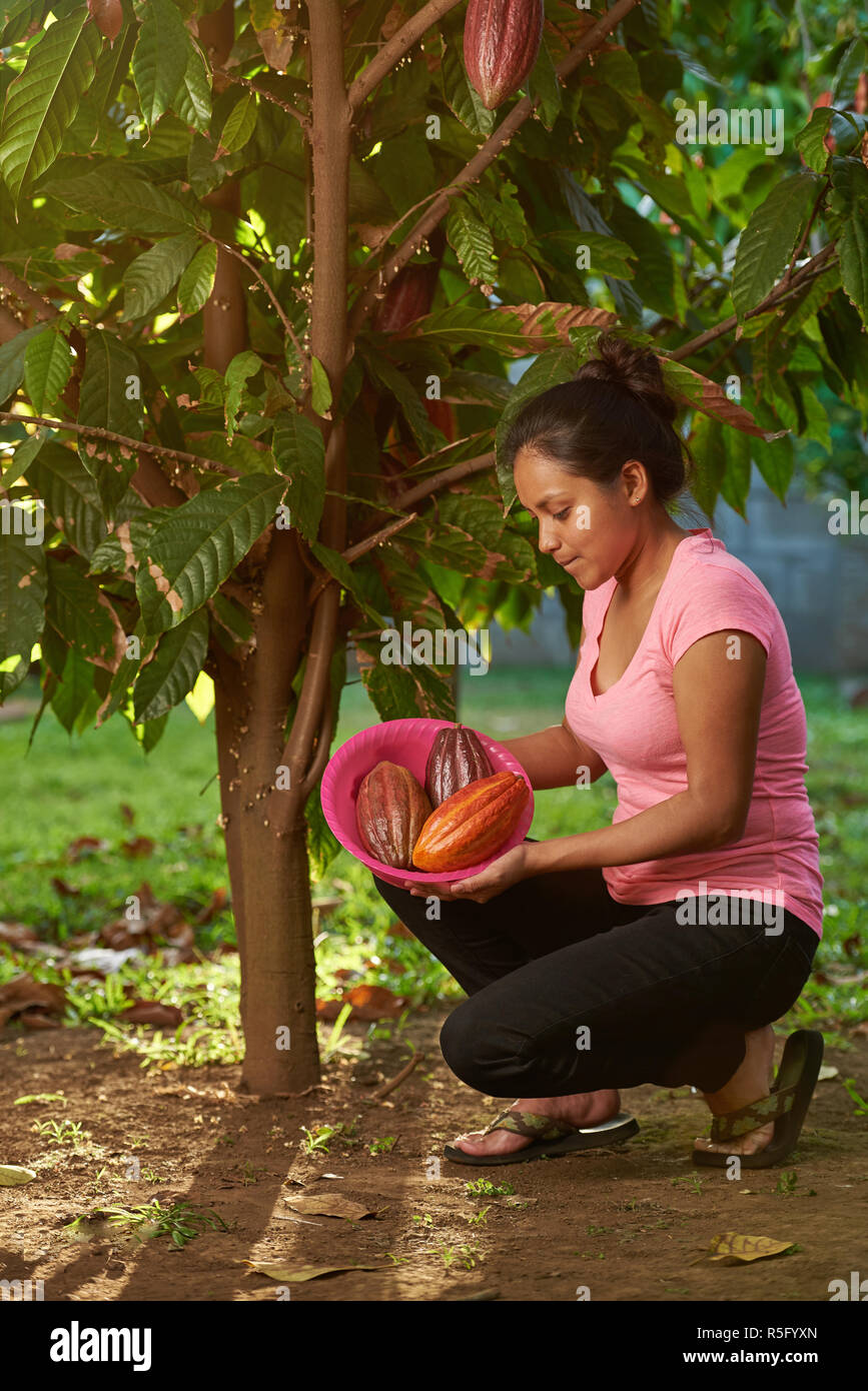 Picking woman not france cocoa hi-res stock photography and images - Alamy