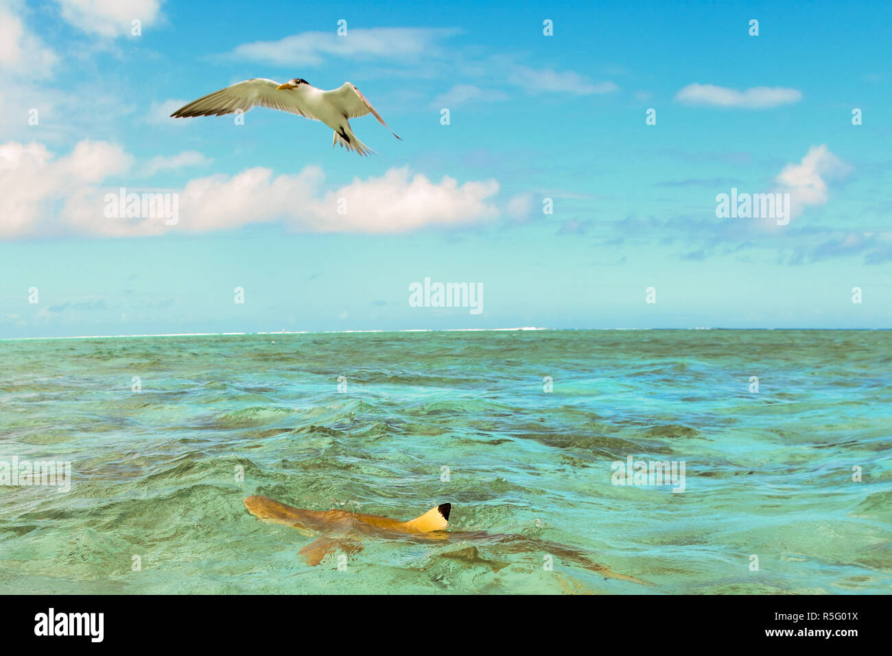 Sea gull and Blacktip shark, Bora Bora, French Polynesia. From shallows ...
