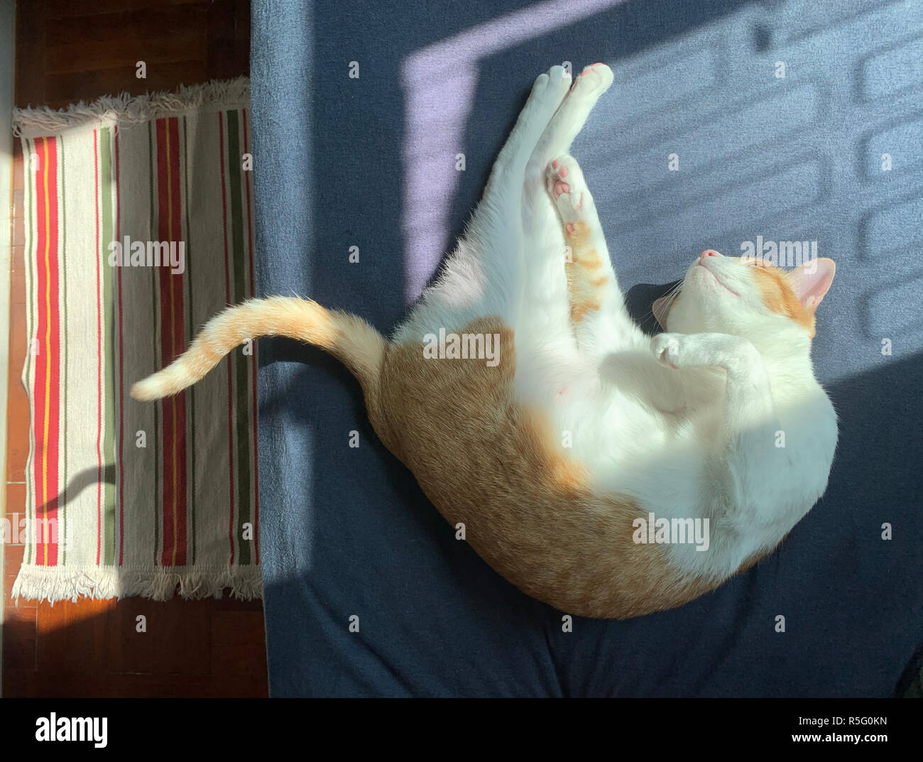 Napping cat hi-res stock photography and images - Alamy