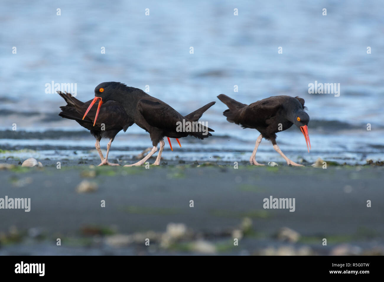 Black Oystercatcher - courtship ritual Stock Photo - Alamy