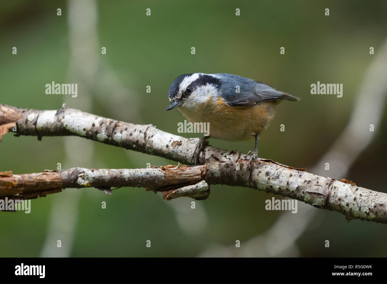Nuthatch images hi-res stock photography and images - Alamy