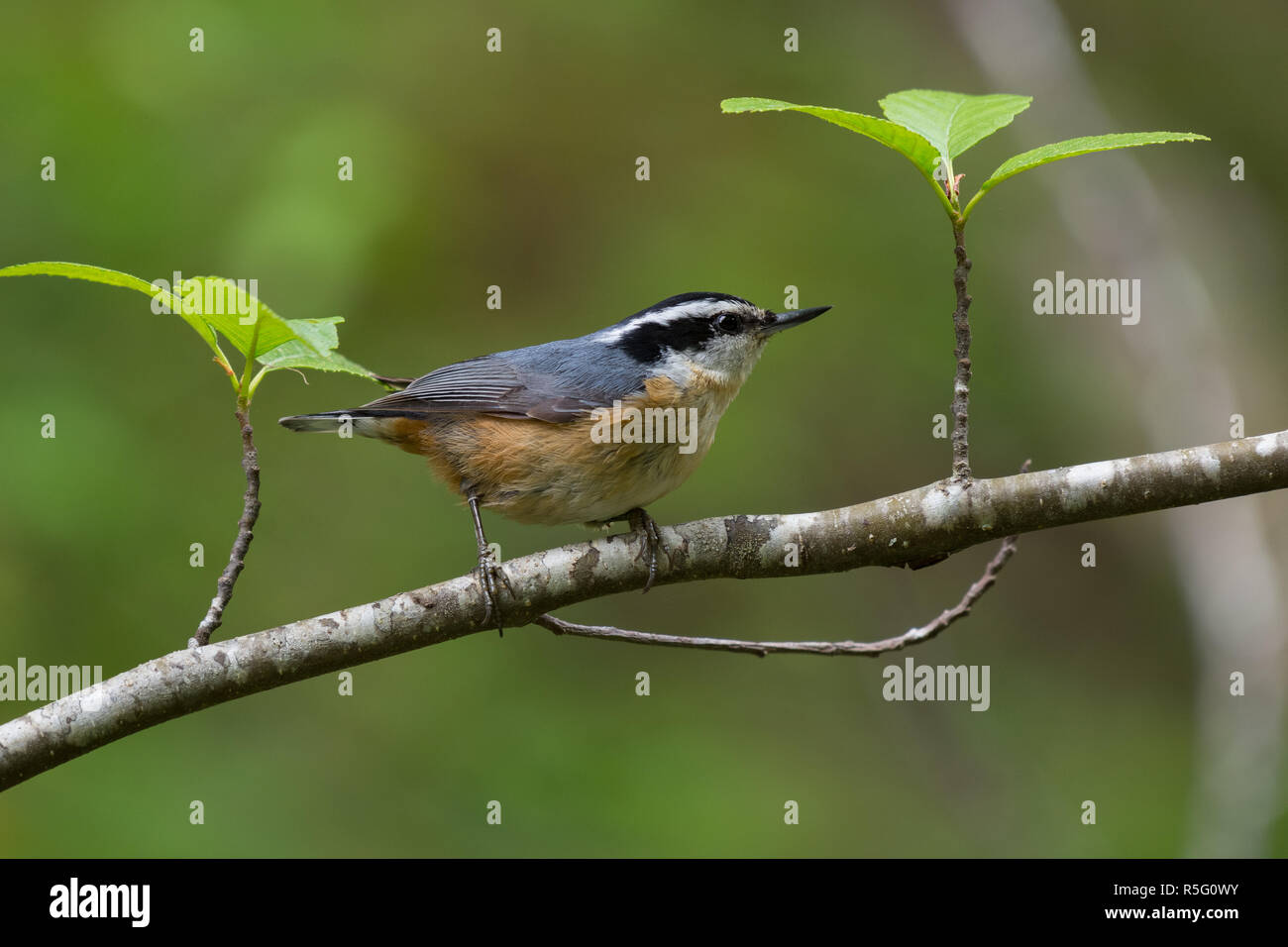 Nuthatch images hi-res stock photography and images - Alamy