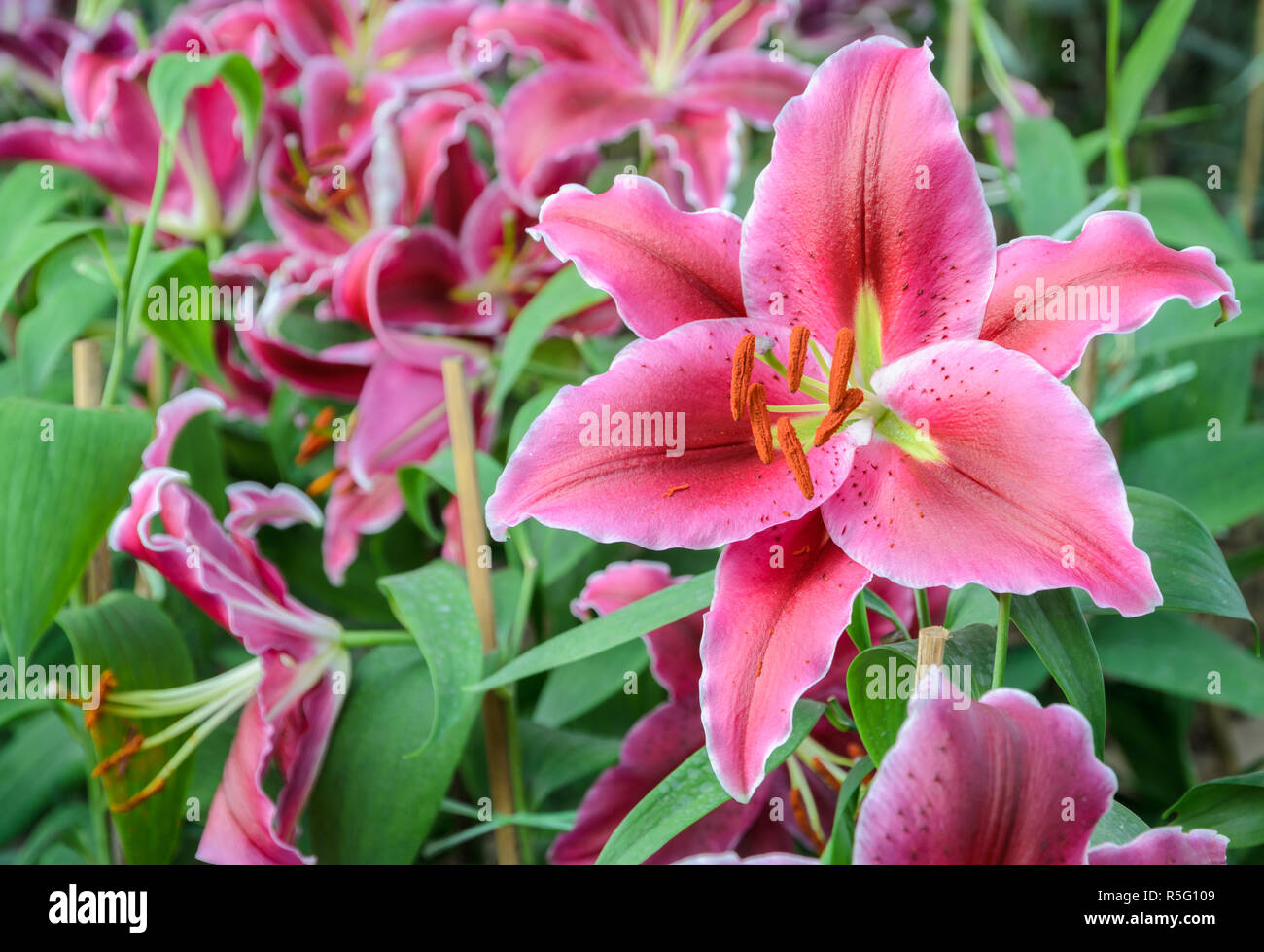 Pink lily flower in the garden Stock Photo - Alamy