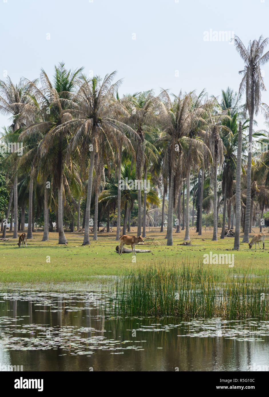 Asian countryside of coconut palm trees plantation Stock Photo - Alamy