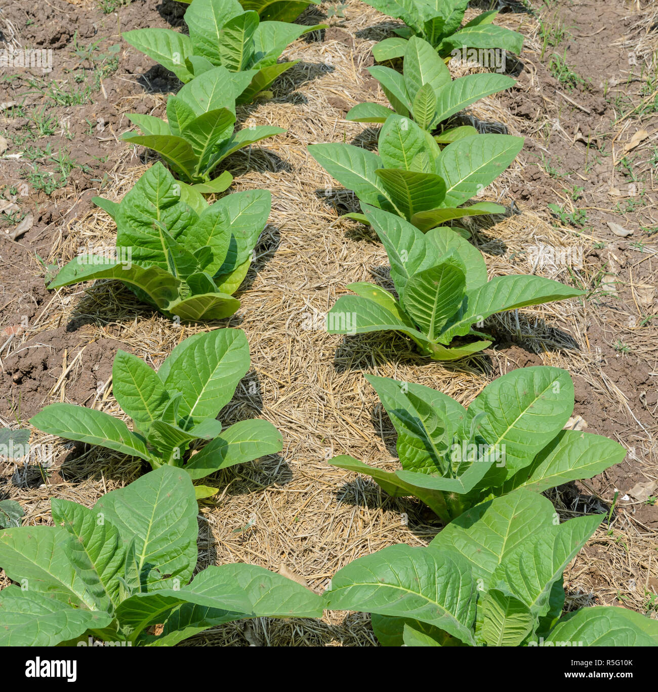 Tobbaco hi-res stock photography and images - Alamy