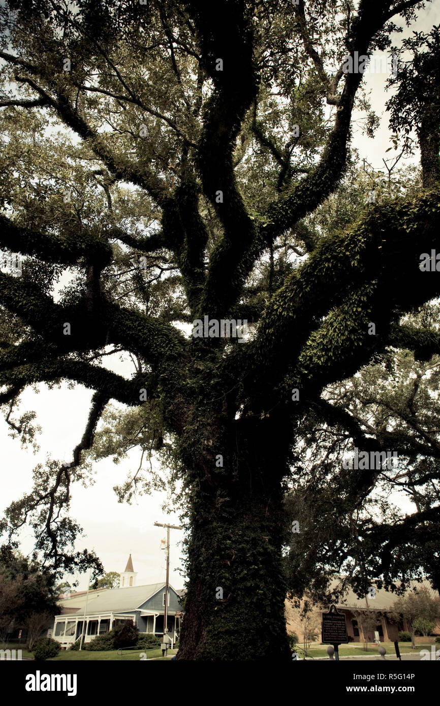 USA, Louisiana, Cajun Country, St. Martinville, Evangeline Oak tree ...