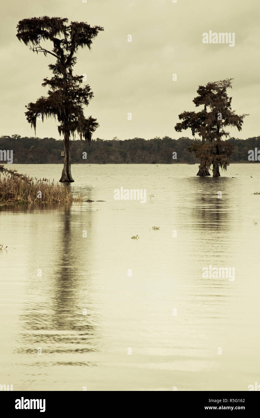 USA, Louisiana, Cajun Country, Lafayette, Lake Martin, swamp Stock ...