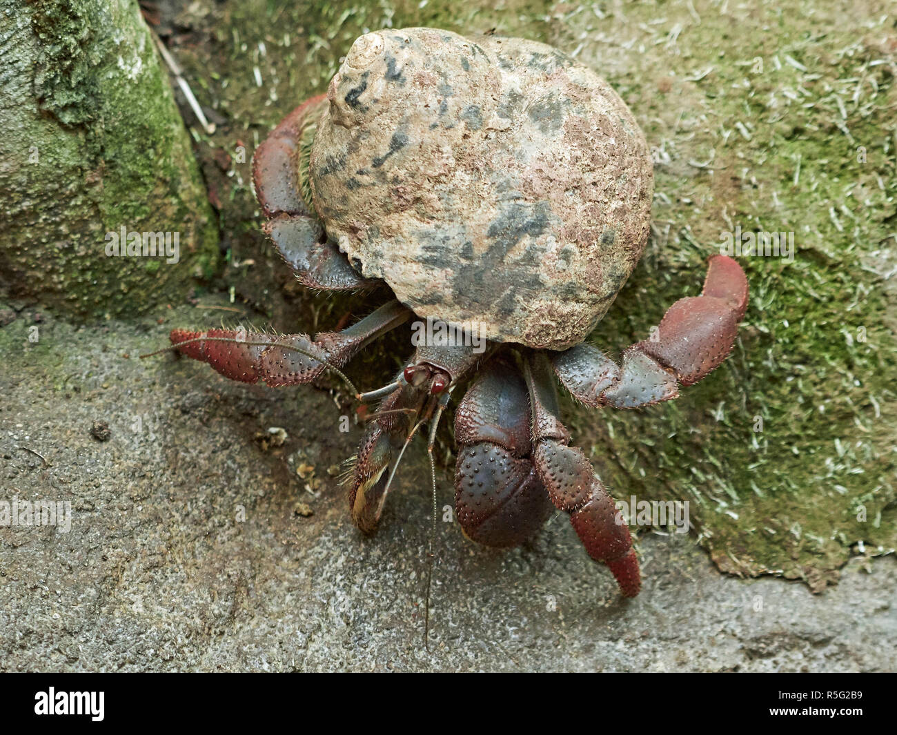 Caribbean hermit crab in its natural habitat Stock Photo - Alamy
