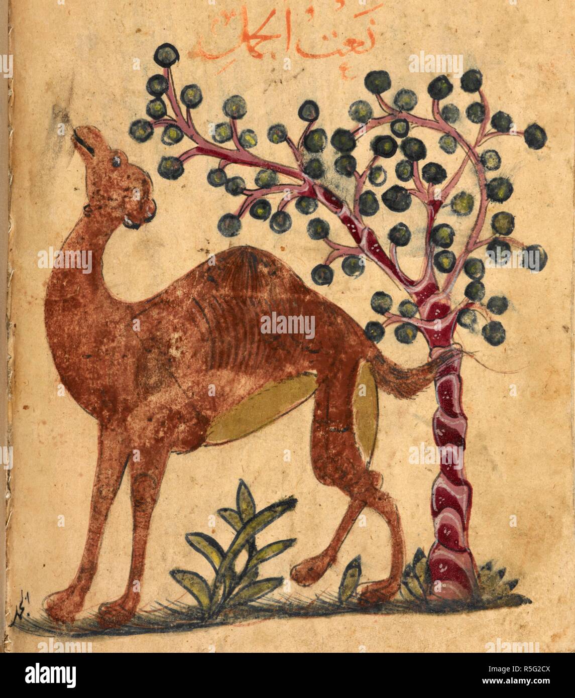 A camel passing a tree. Kitab Na't al-hayawan (book of the ...