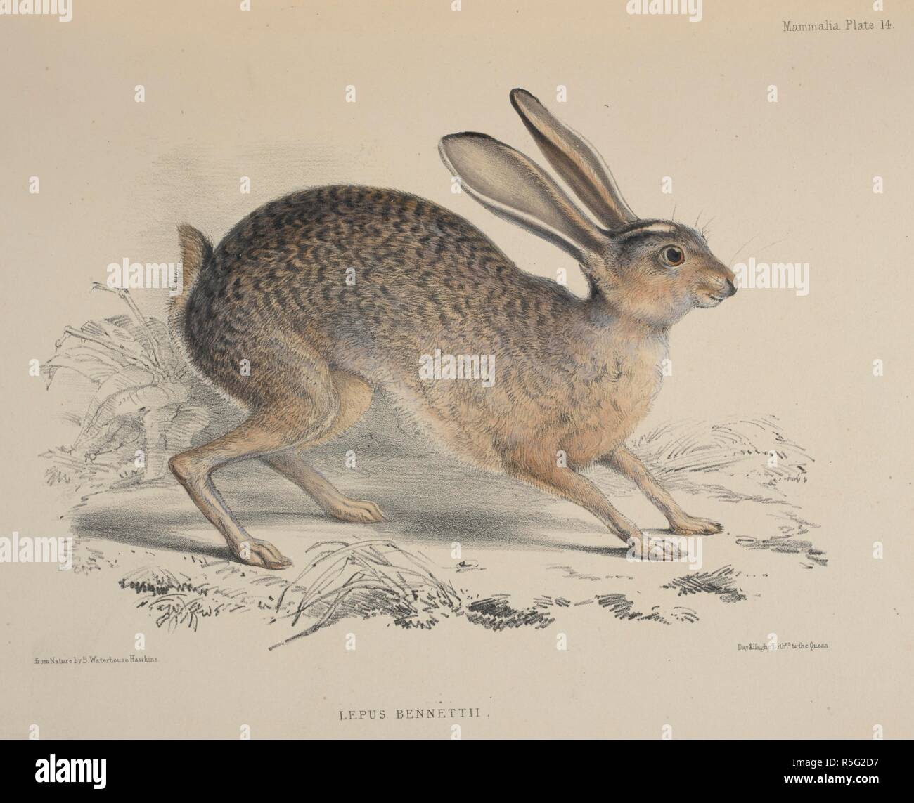 R. m. hare hi-res stock photography and images - Alamy