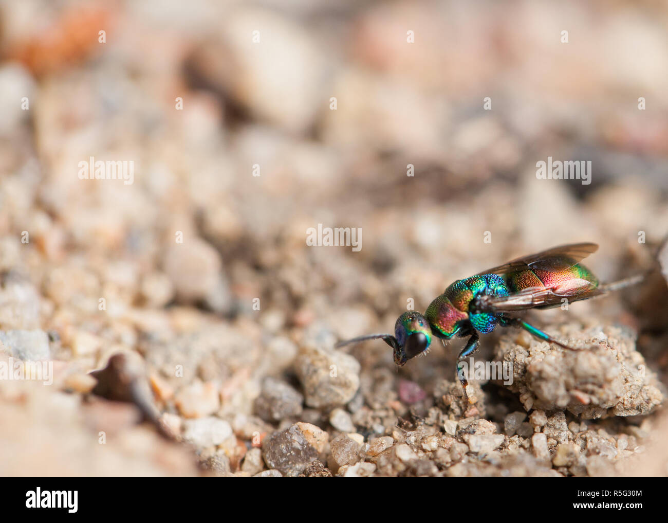 Cuckoo wasp nest hi-res stock photography and images - Alamy