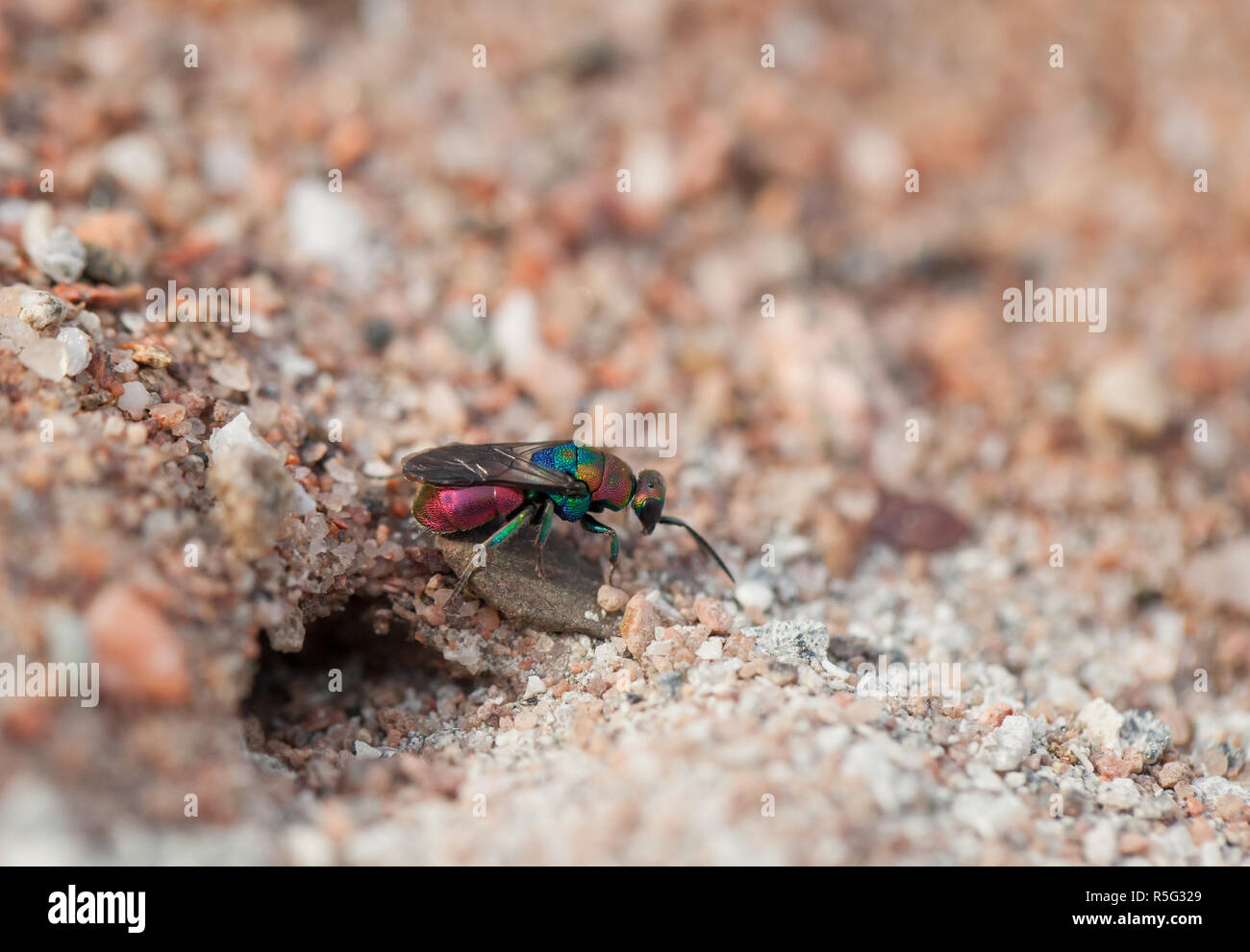 Cuckoo wasp investigating European beewolf nesting burrow Stock Photo ...