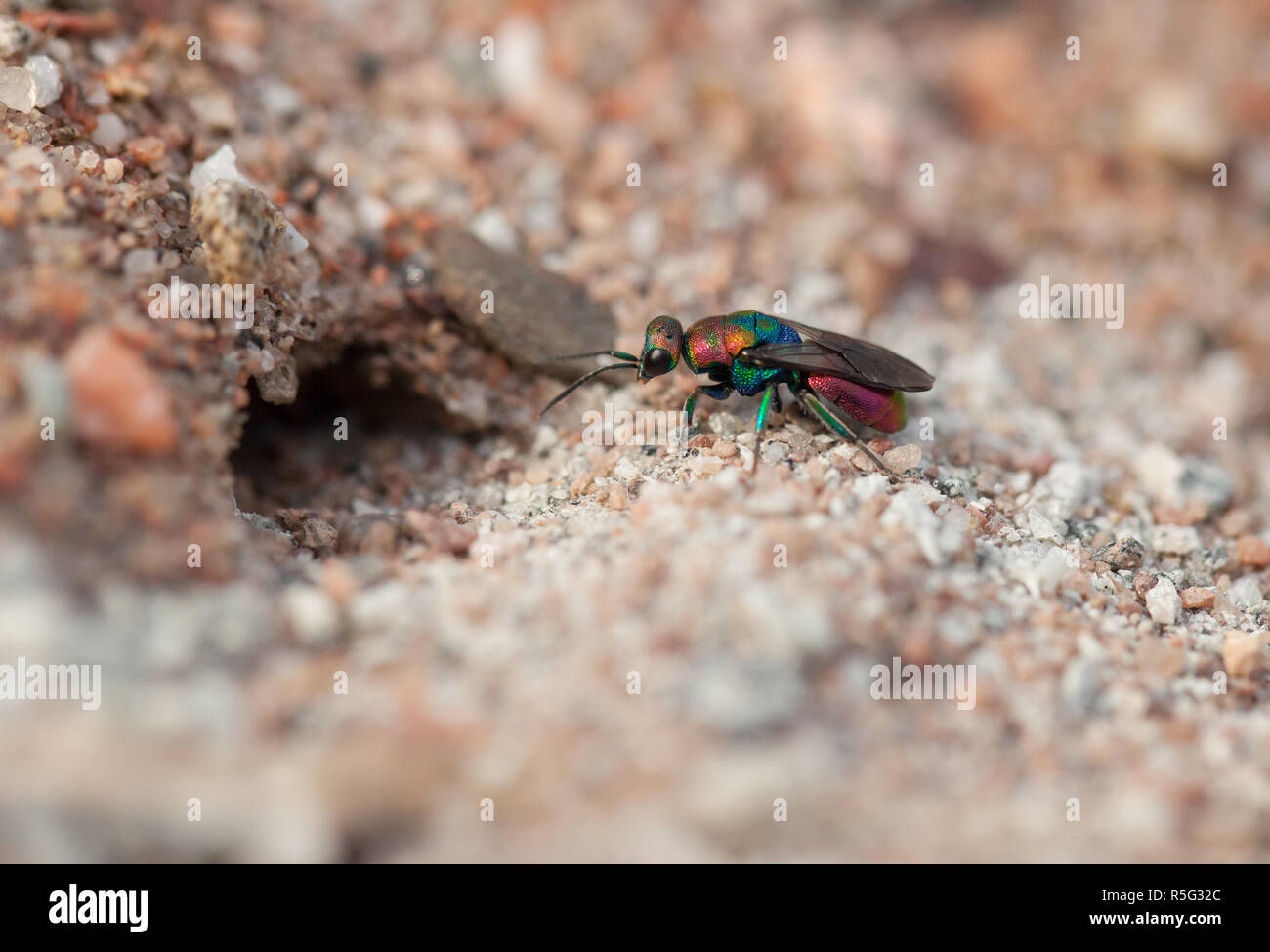 Cuckoo wasp nest hi-res stock photography and images - Alamy