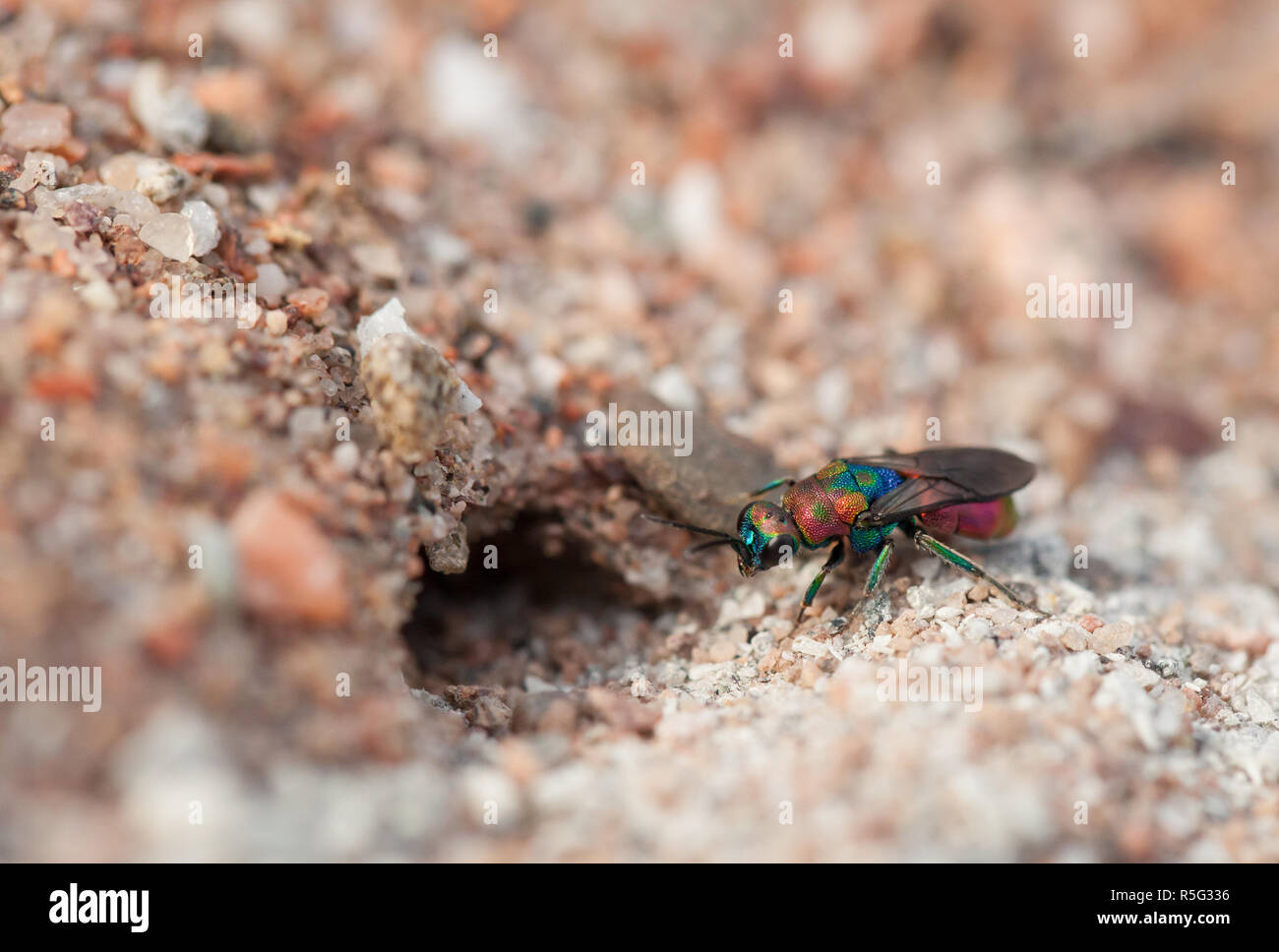 Cuckoo wasp investigating European beewolf nesting burrow Stock Photo ...