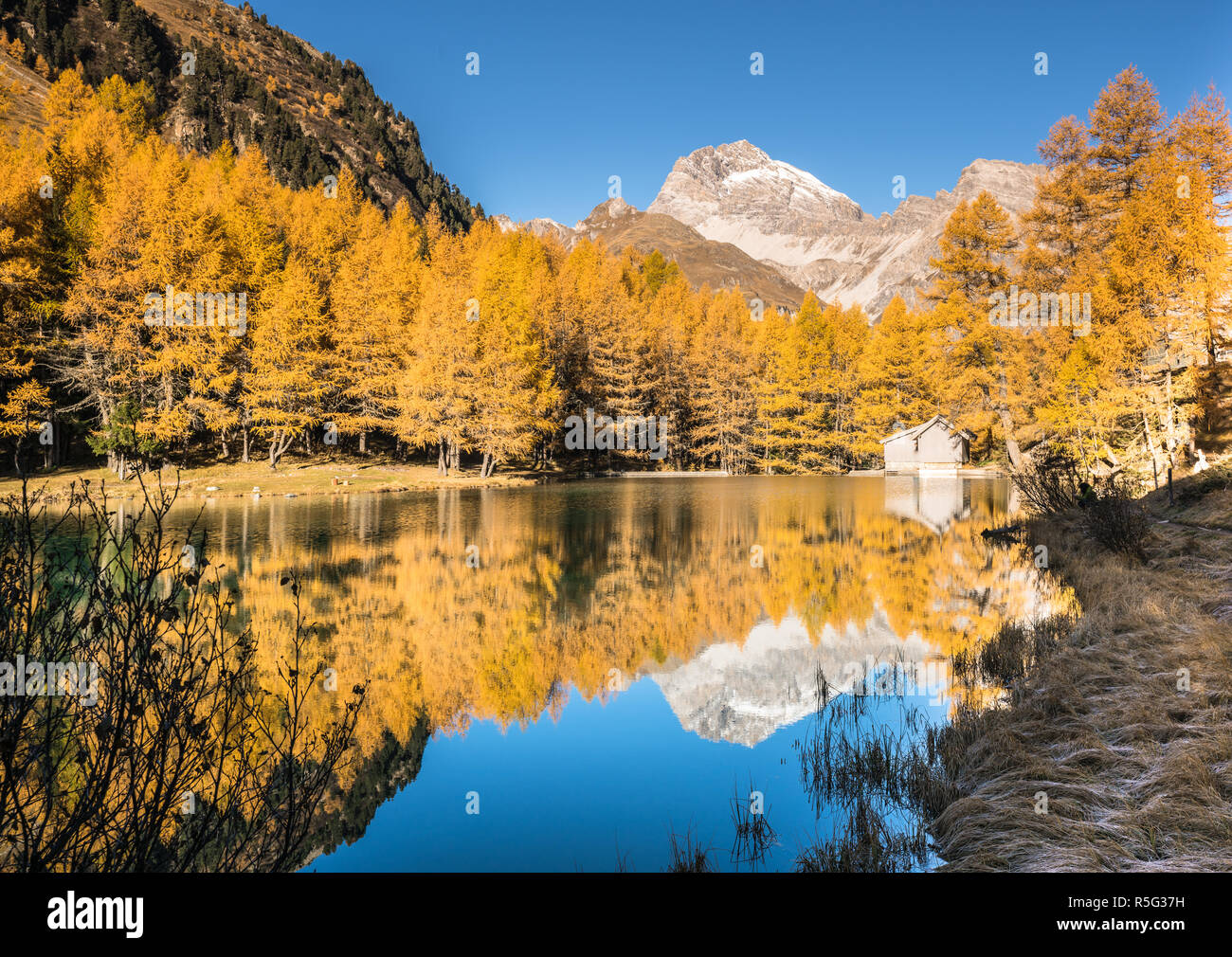 yellow larch trees and mountain lake with reflections in late autumn ...