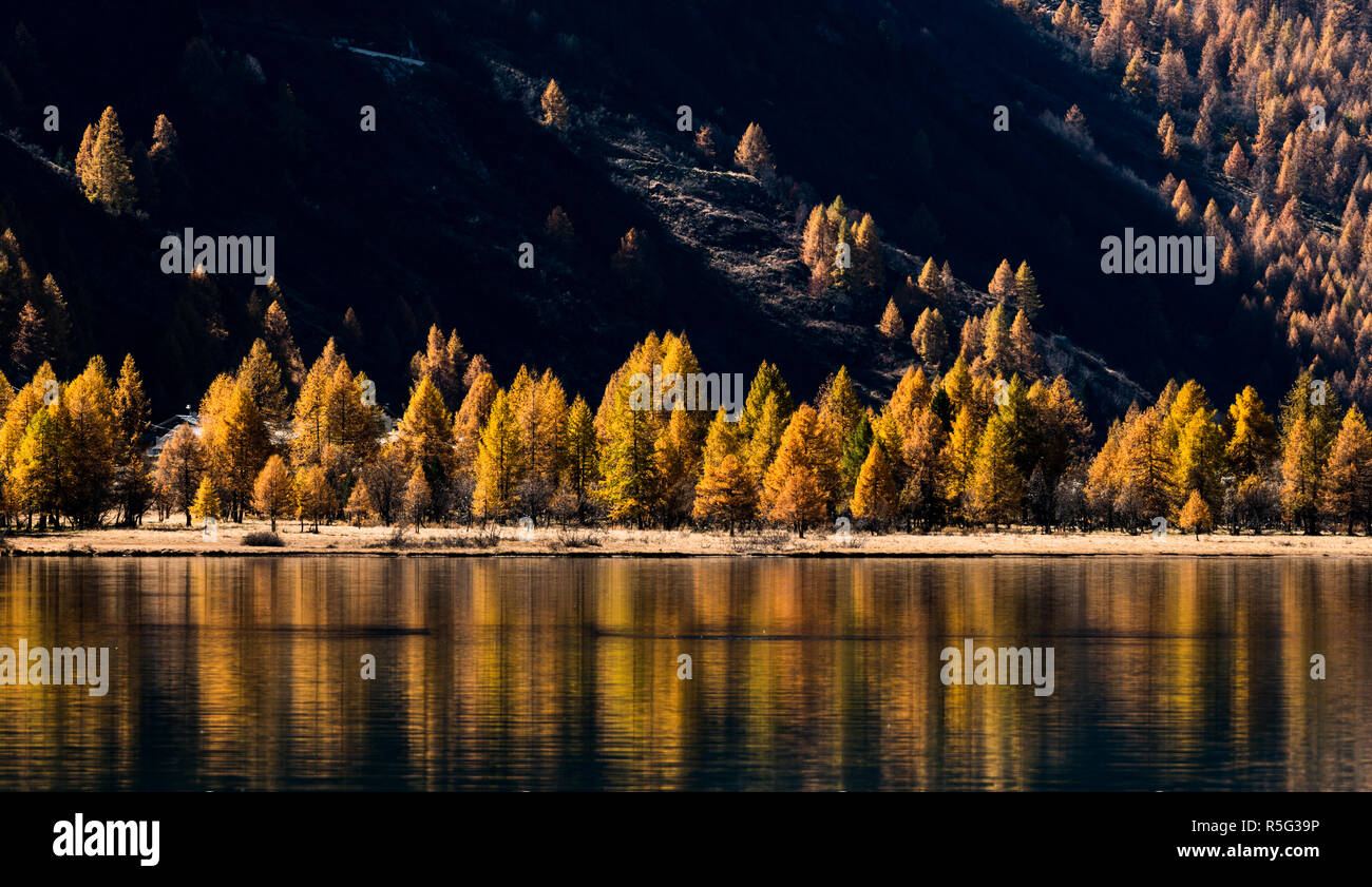 yellow larch trees line the shores of a calm mountain lake with ...
