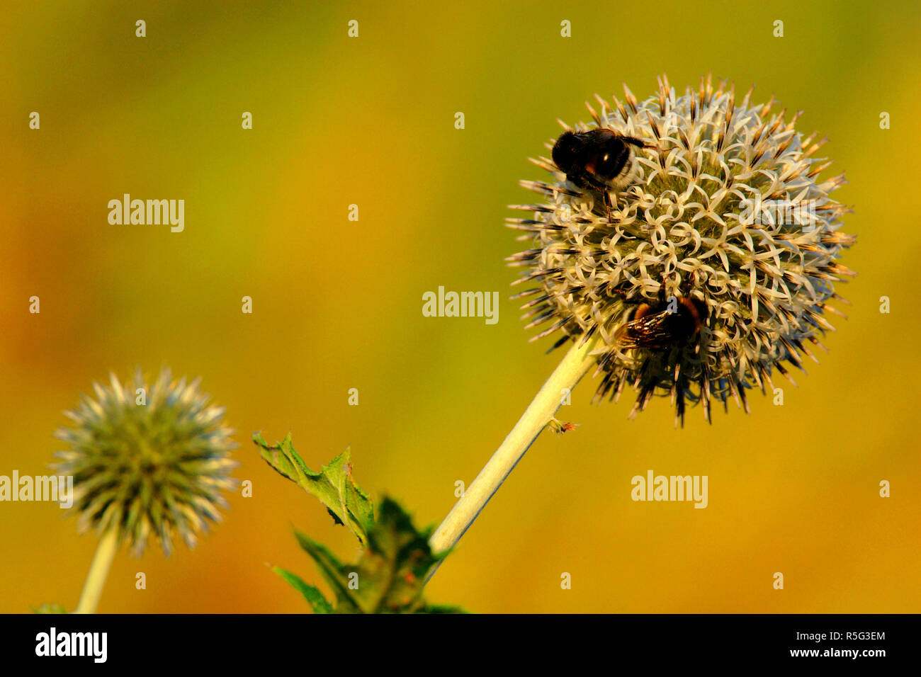 Blooming Glandular globe-thistle plant, knows also as Great globe ...