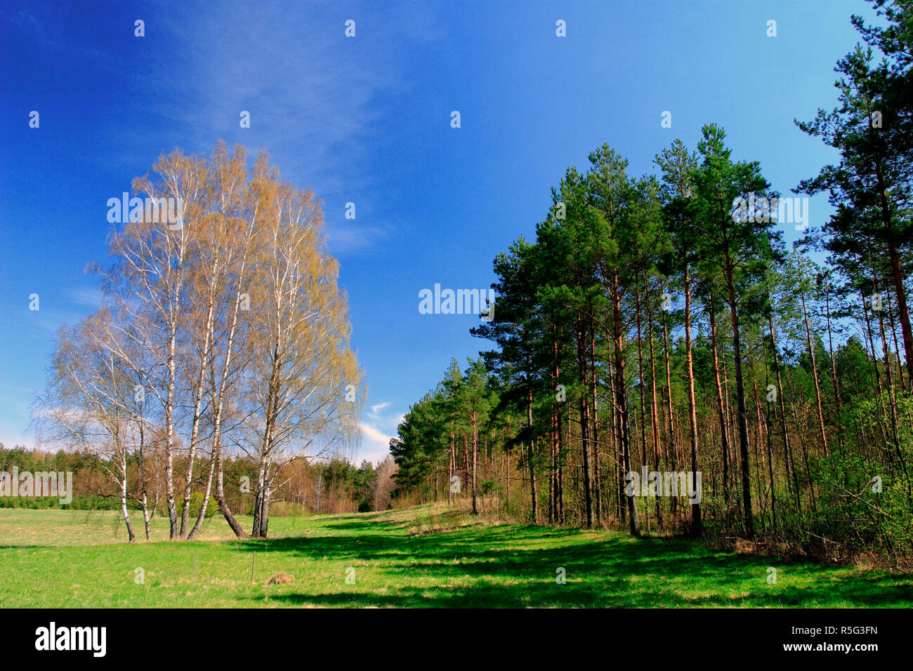 Early spring panoramic landscape of meadows and woods with birches in ...