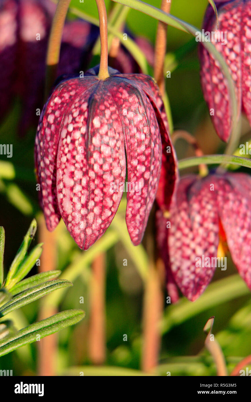 Blooming Snake’s head fritillary flower, knows also as Snake’s head ...