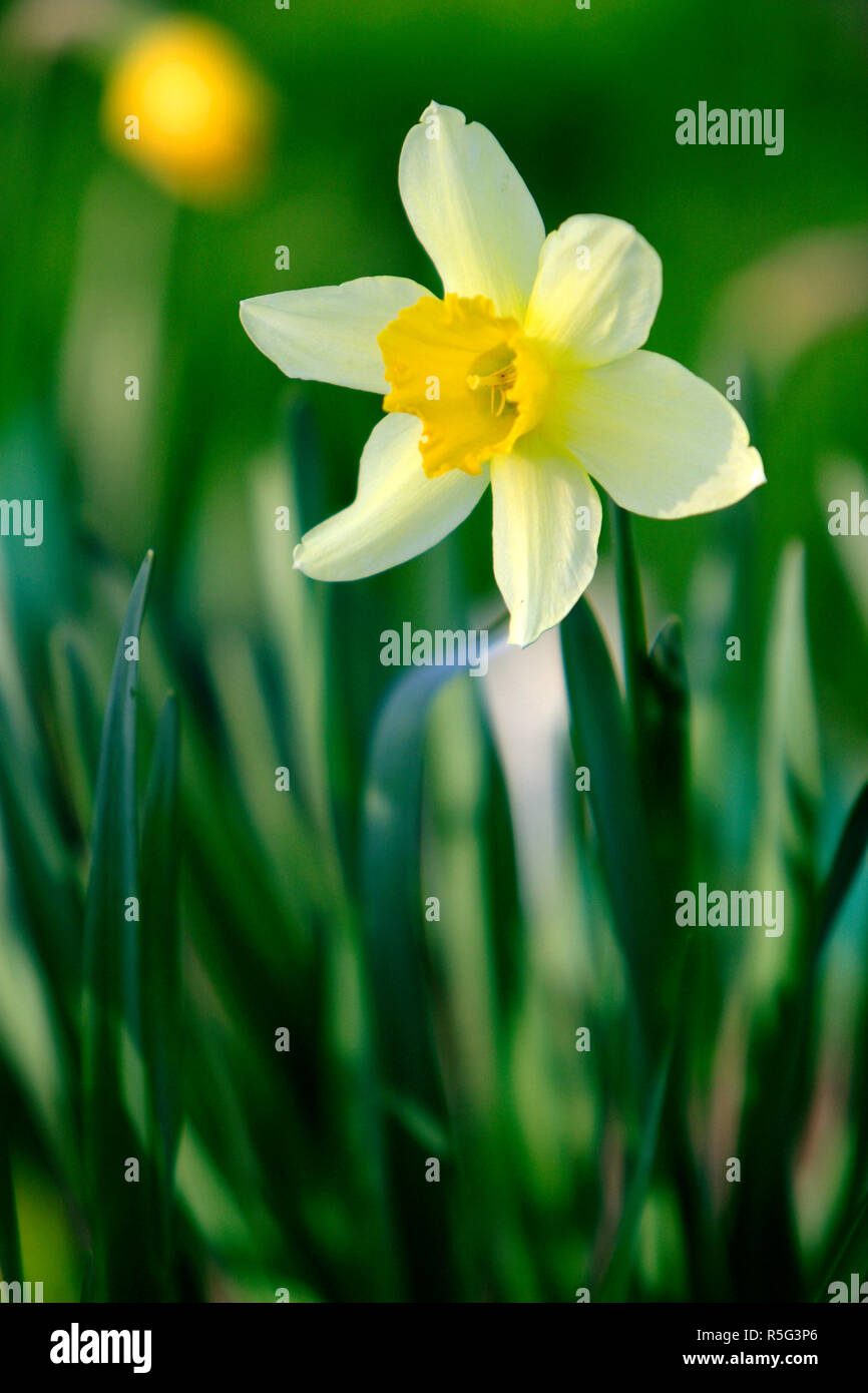 Blooming Narcissus flower, knows also as Wild Daffodil or Lent lily ...