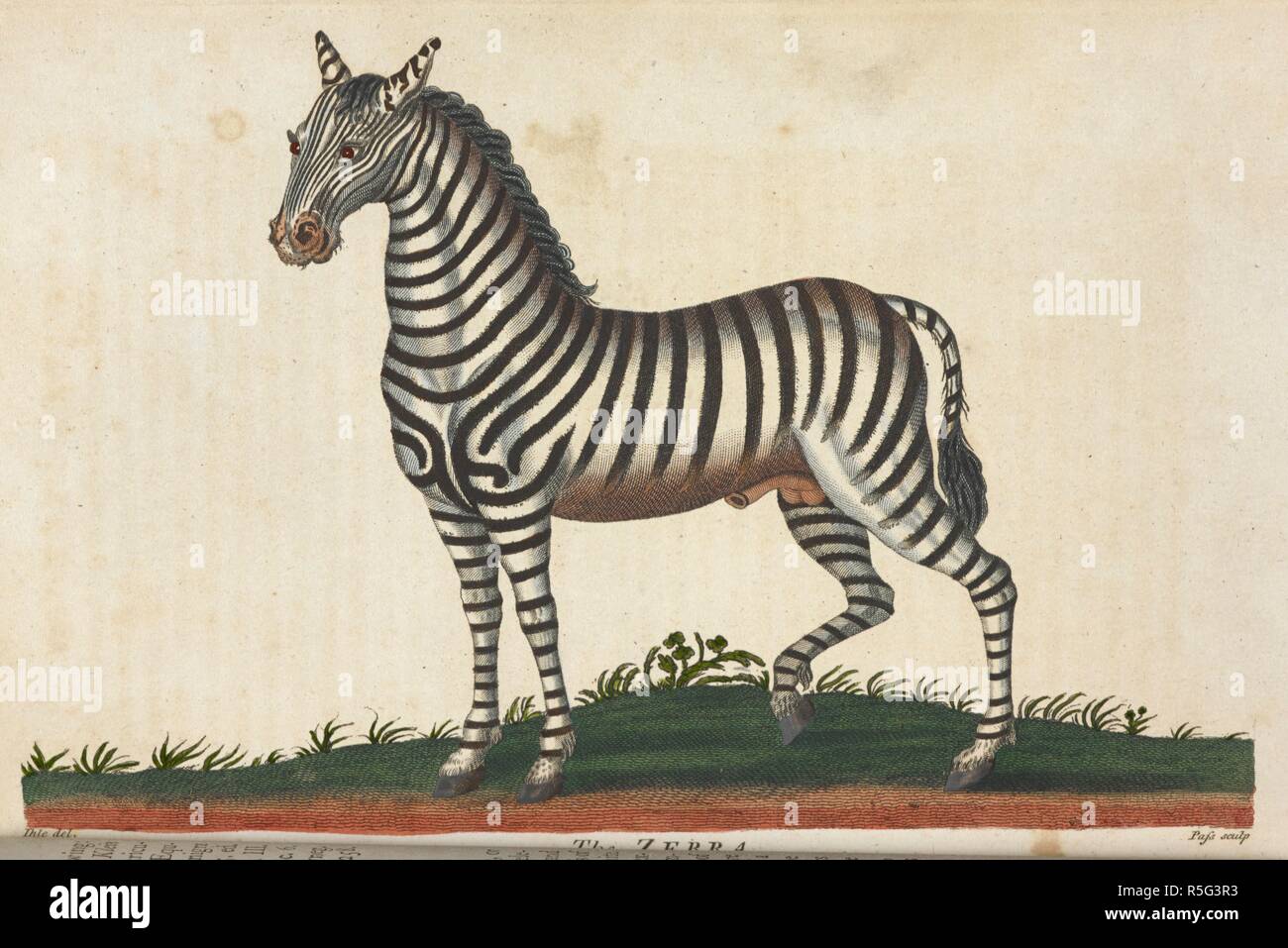 The Zebra. An universal system of natural history including the natural ...