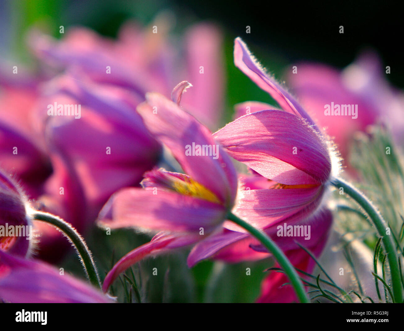 Blooming Eastern Pasque flower, knows also as Prairie Crocus or Cutleaf ...
