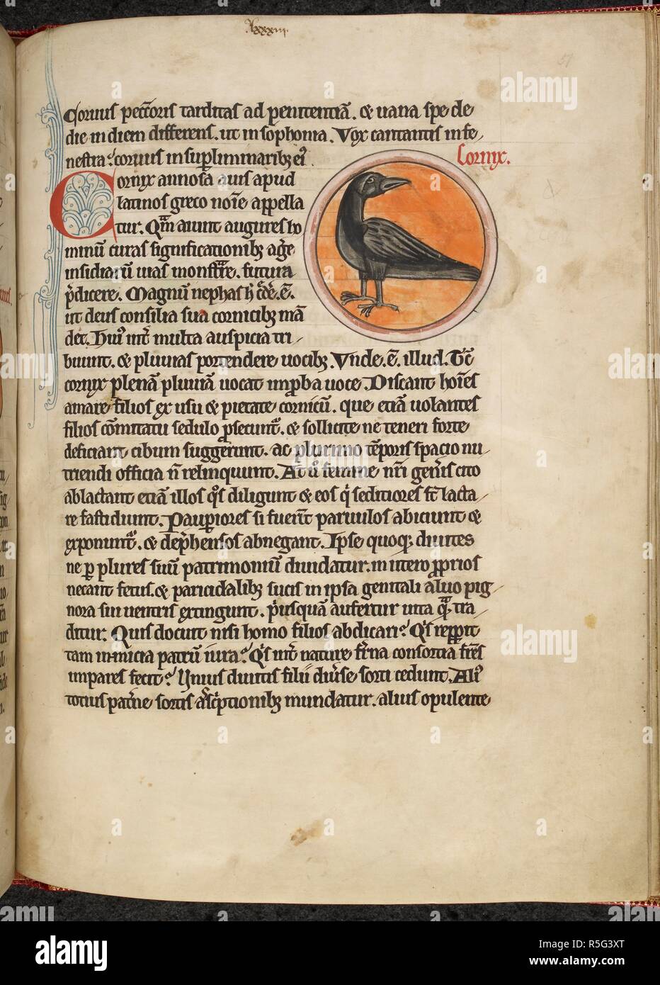 A black feathered bird. Head turned. . Bestiary, with extracts from ...