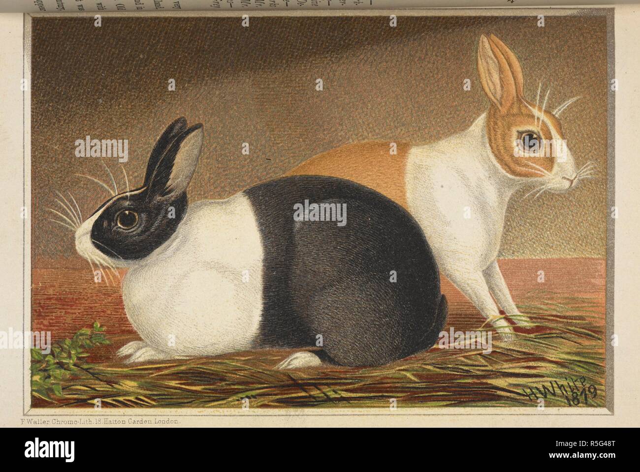 Illustrated rabbits hi-res stock photography and images - Alamy