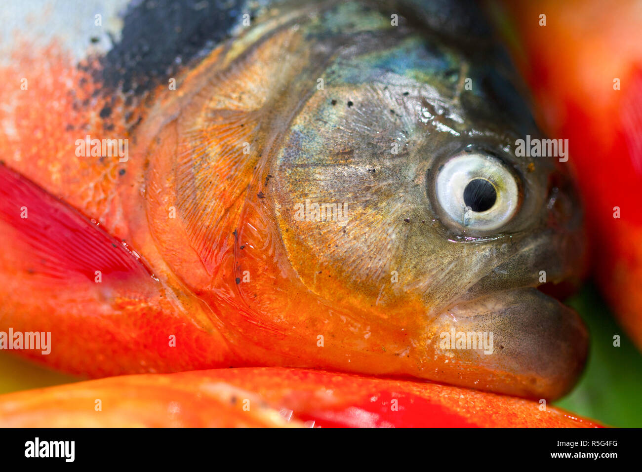 Venezuela, Delta Amacuro, Orinoco Delta, Piranha Fish Stock Photo - Alamy