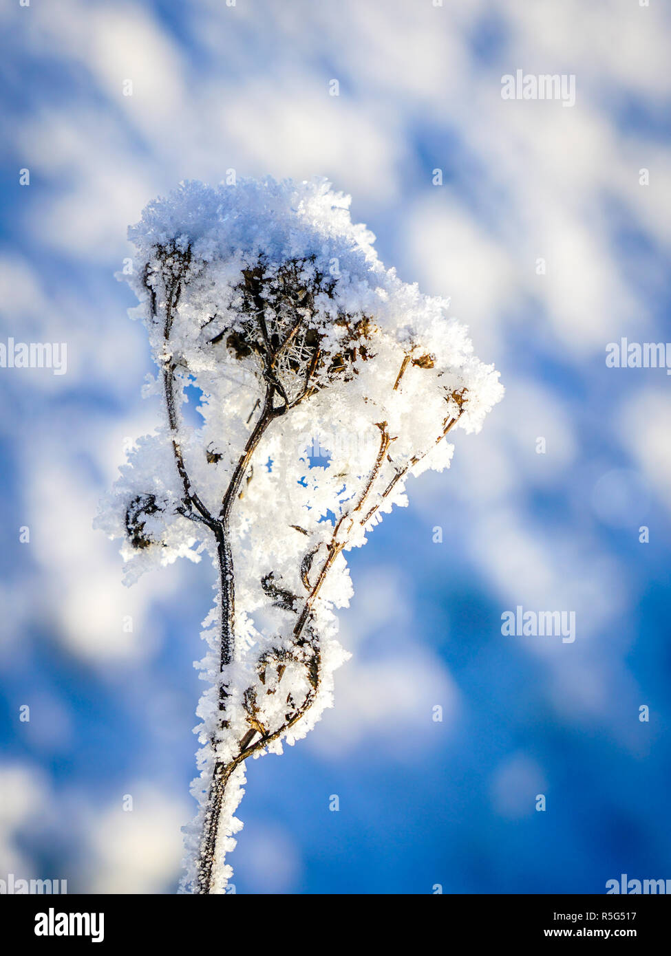 The First Snow High Resolution Stock Photography and Images - Alamy