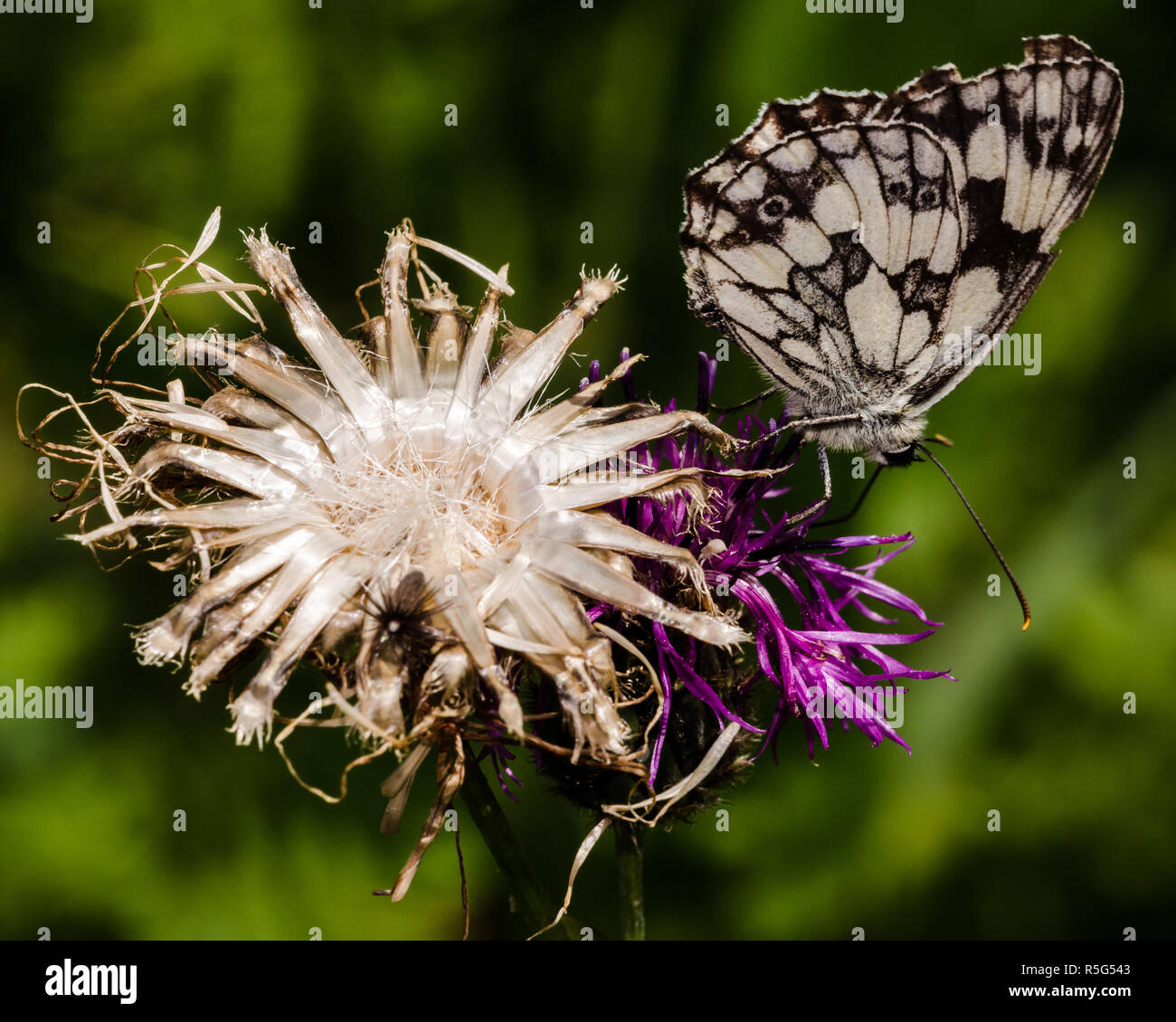 silver thistle and checkerboard butterfly Stock Photo - Alamy