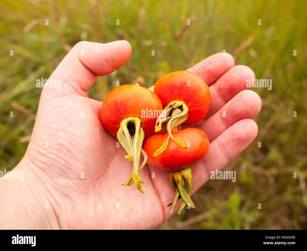 Hips and haws hi-res stock photography and images - Alamy