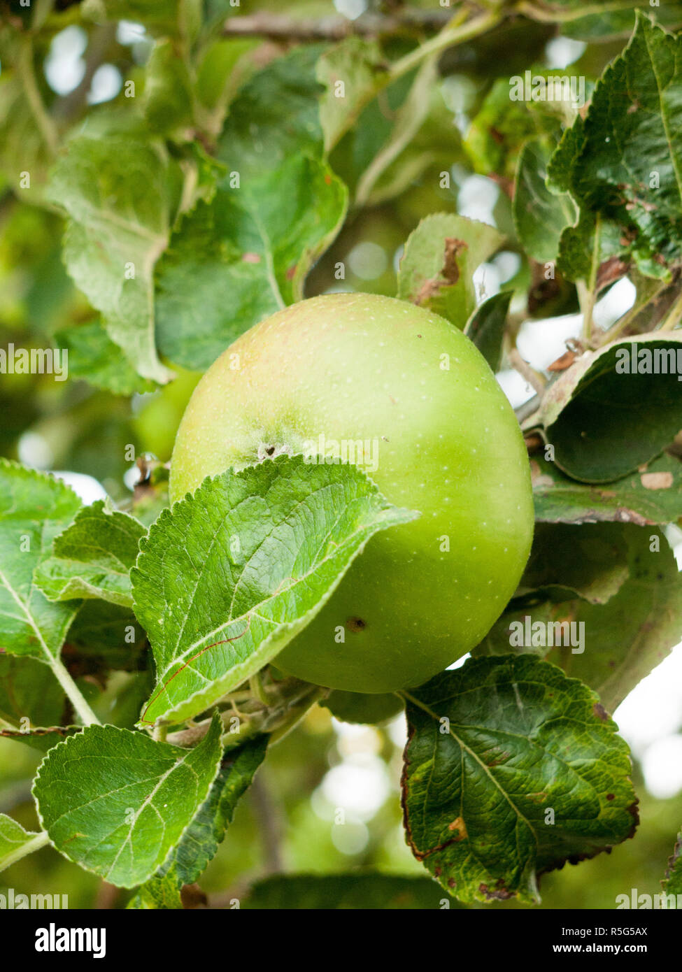 British produce enormous hi-res stock photography and images - Alamy