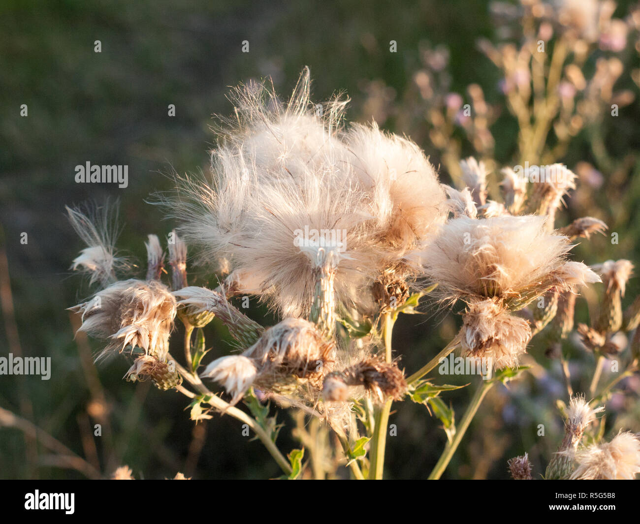 White Milk Thistle in Wind in Sunset Stock Photo - Alamy