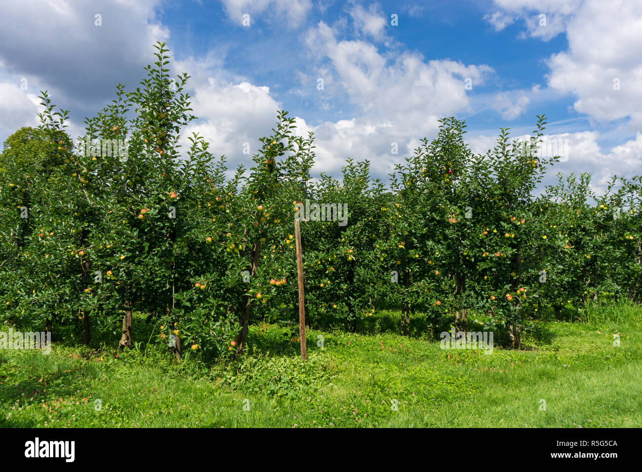 Apel tree hi-res stock photography and images - Alamy