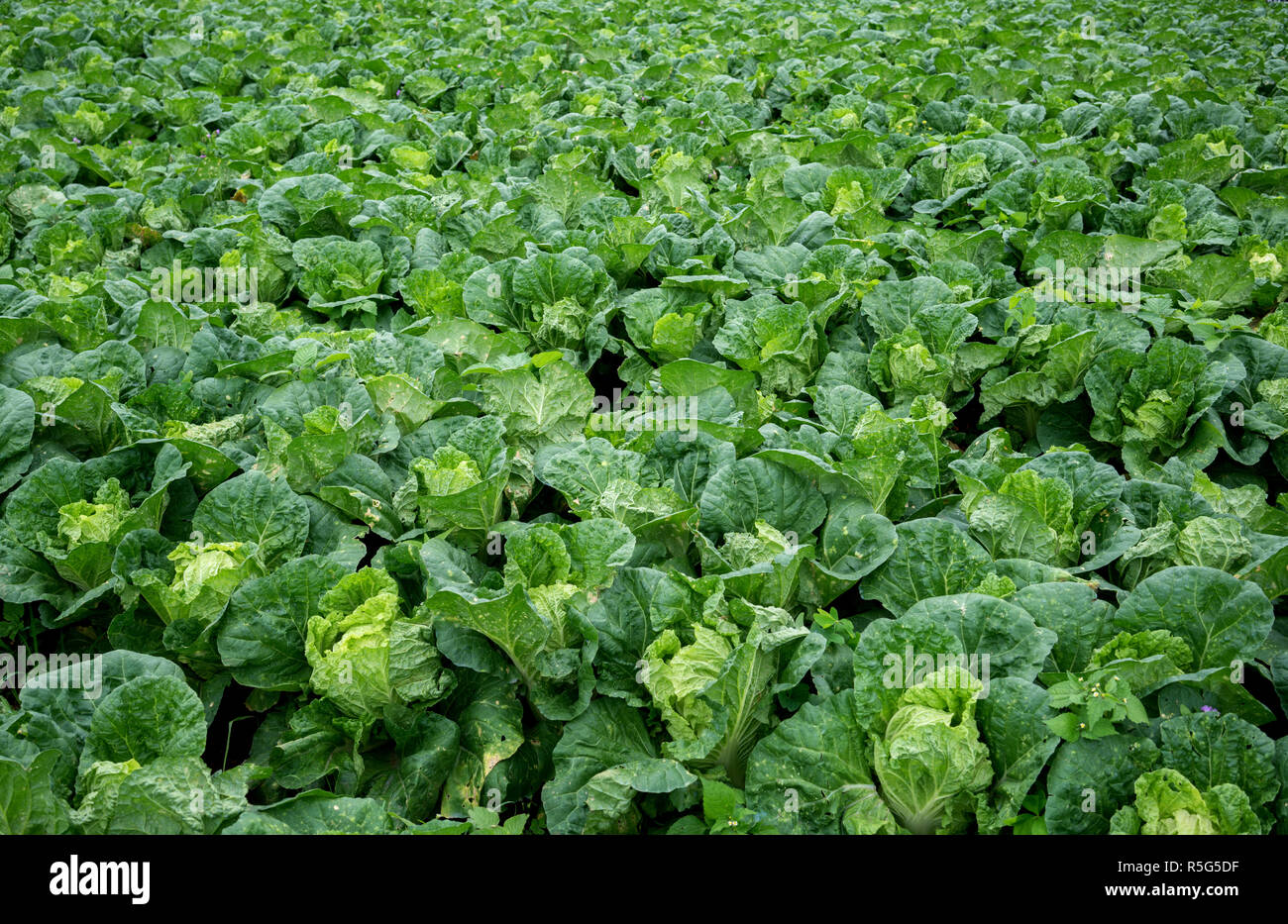 chinese cabbage field Stock Photo - Alamy