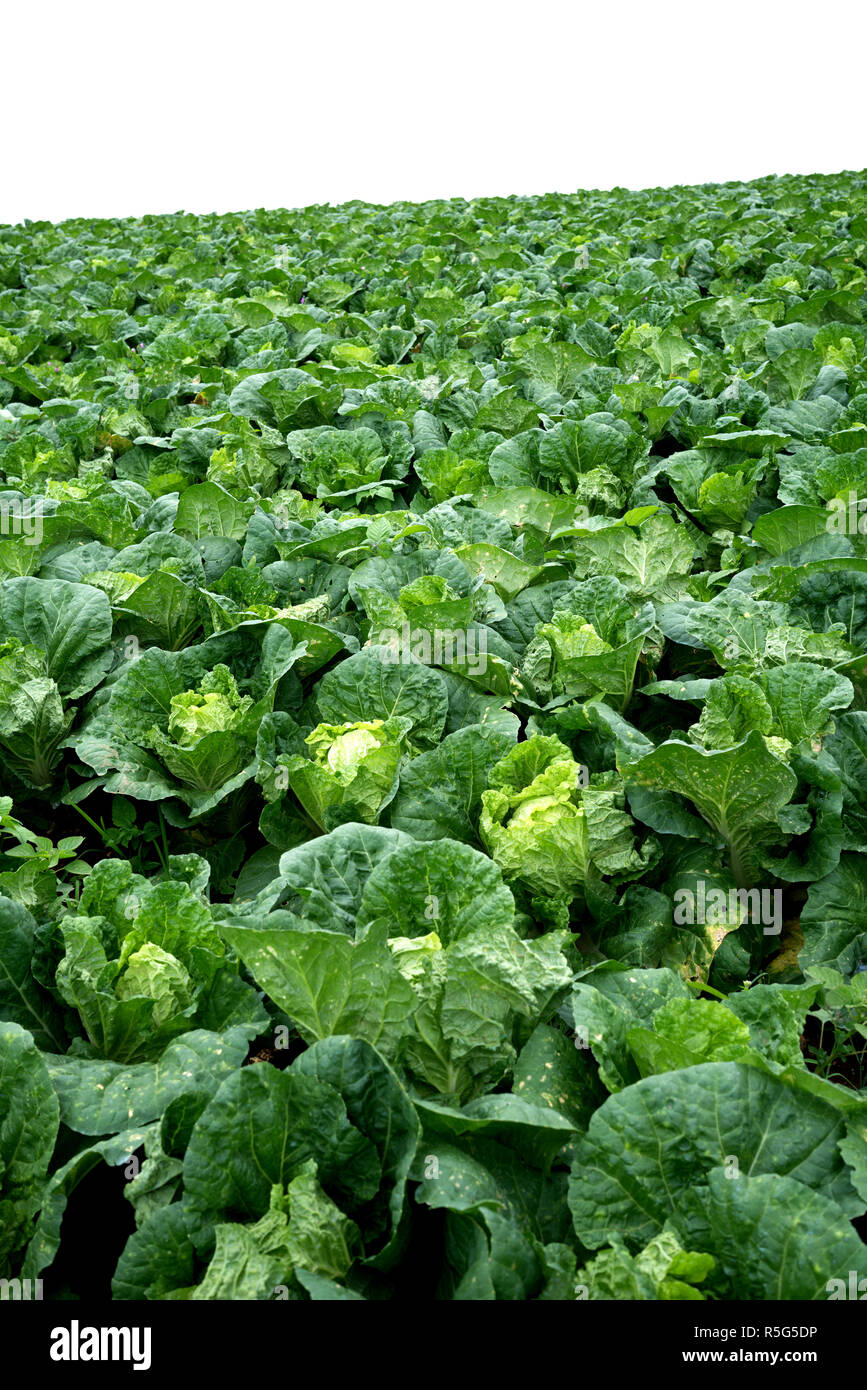 chinese cabbage field Stock Photo - Alamy