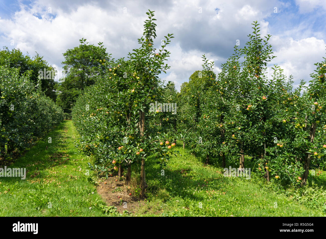 Apel tree hi-res stock photography and images - Alamy