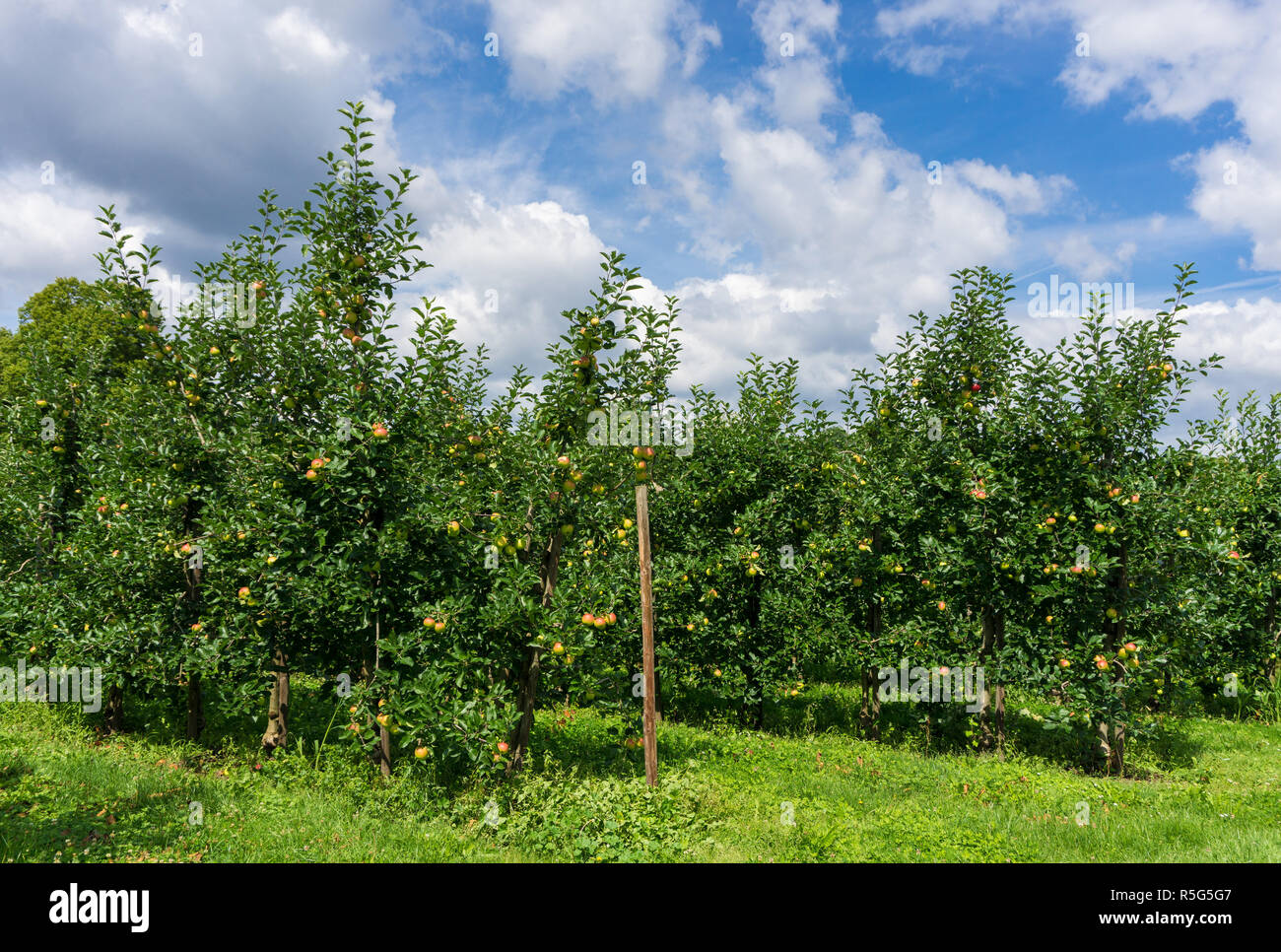 Apel tree hi-res stock photography and images - Alamy