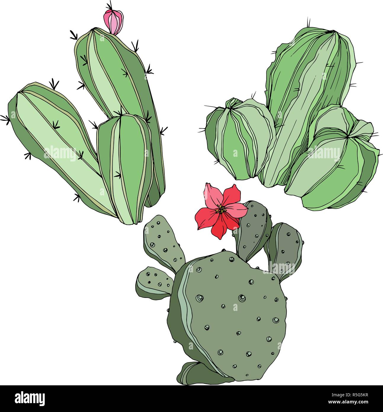 Vector Cactus. Floral botanical flower. Green engraved ink art ...