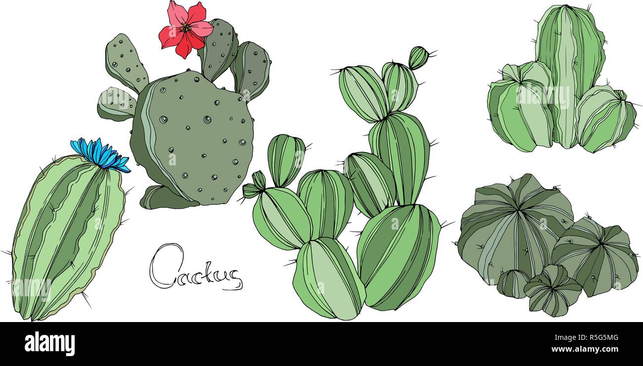 Vector Cactus. Floral botanical flower. Green engraved ink art ...