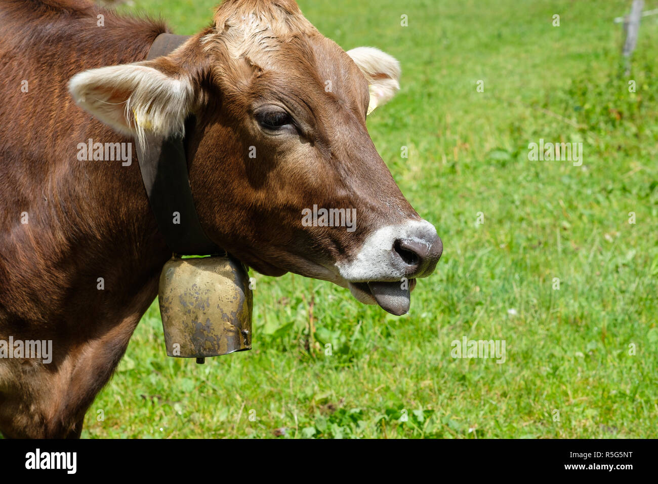Tongue cow hi-res stock photography and images - Alamy